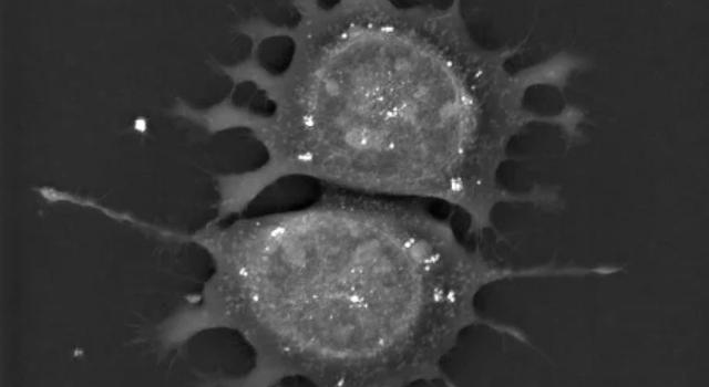 Nanolive SA - Venture Kick